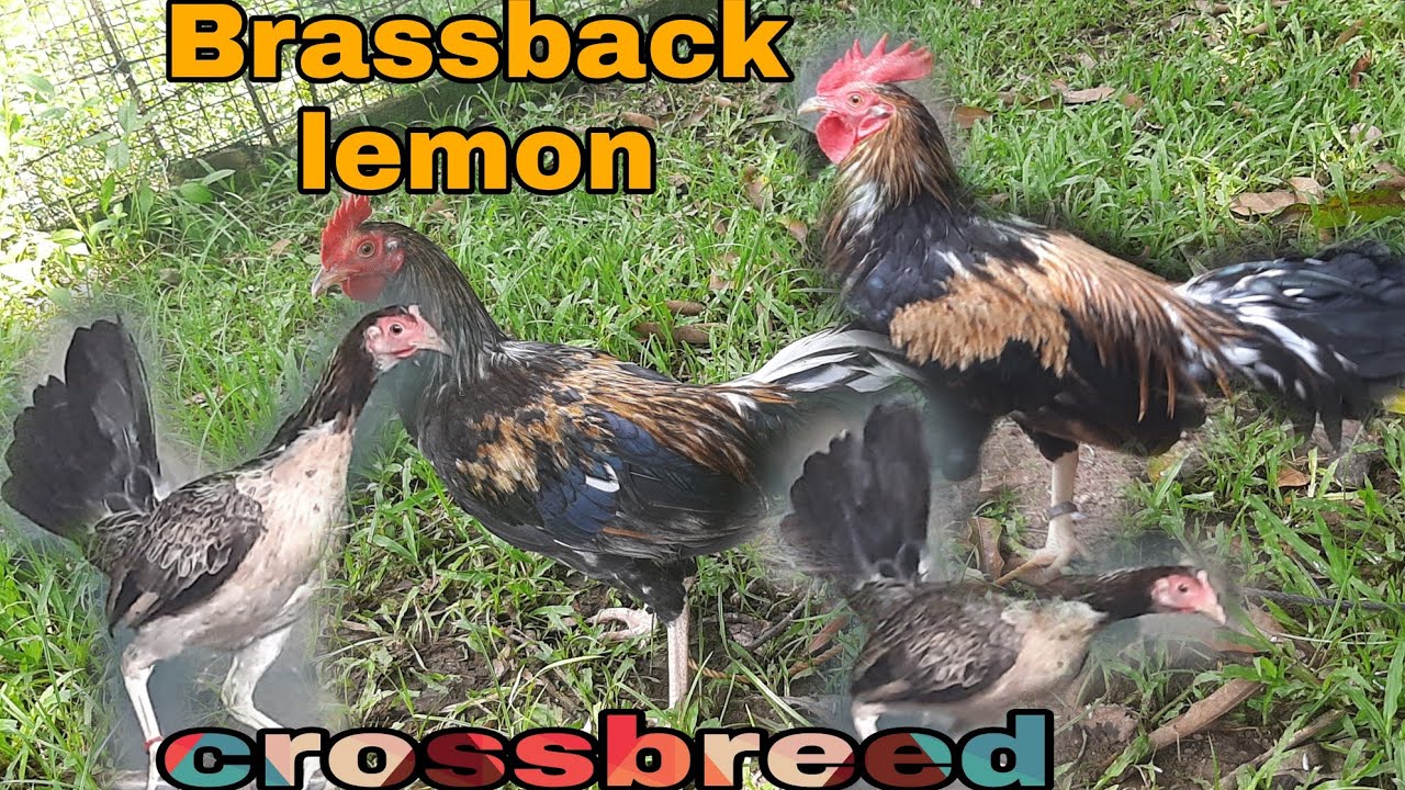 Brassback lemon crossbreed||top of the line game farm|| #gamefowl # ...
