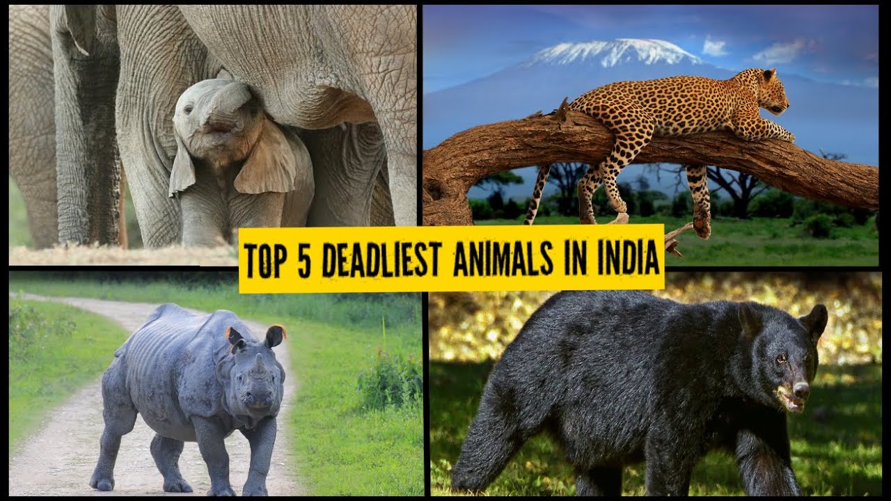 Top five of the most dangerous wild animals found in India - YouTube