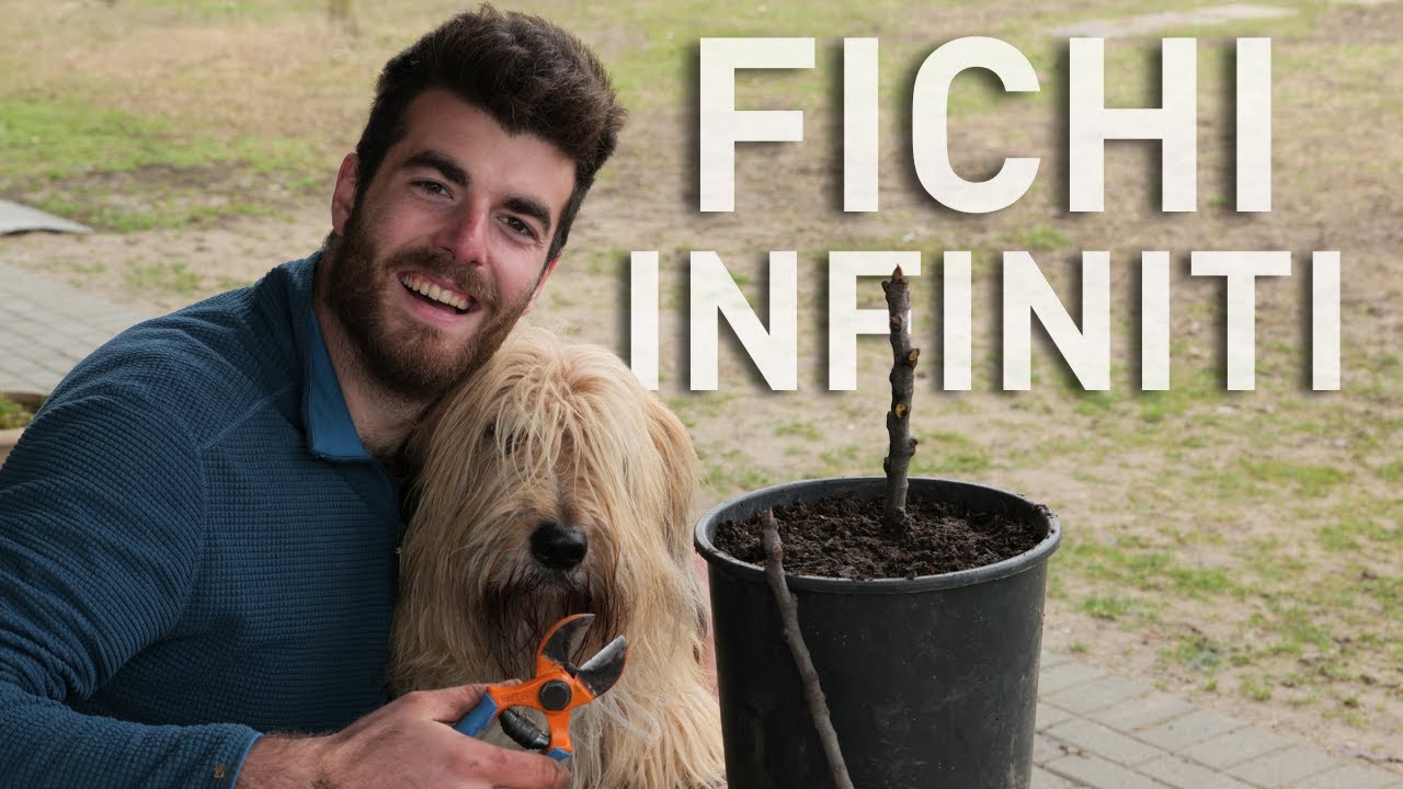 TALEA di FICO, come, quando e perché farla - YouTube