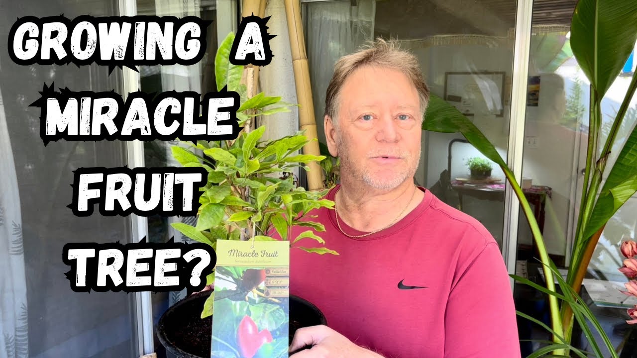Miracle Fruit Tree - How to Grow - Soil , Fertilizer Tips and Tricks ...