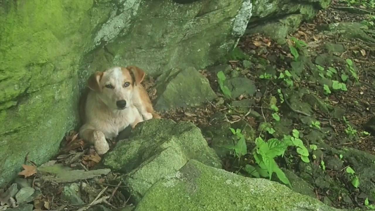 Appalachian Trail 2016 - Ensign Cowall to Waynesboro - YouTube