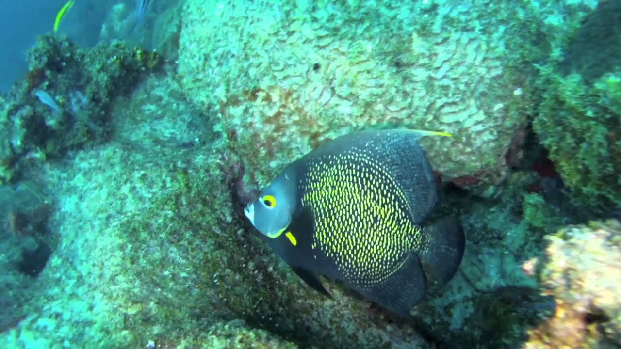 French Angelfish In Aruba .mov - YouTube