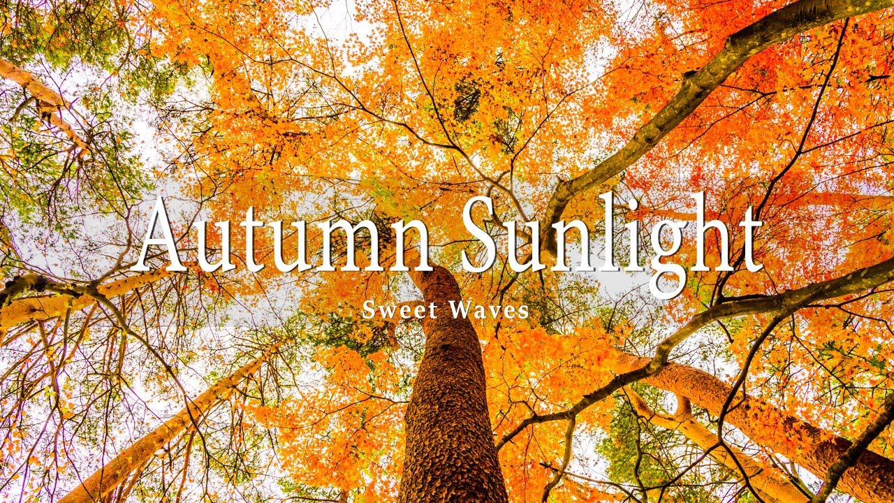 11 HRS Incredible Fall Foliage - Best 4K Autumn Nature Scenes from ...