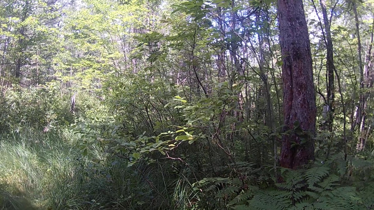 Hiking in the forest in Quebec Canada - YouTube