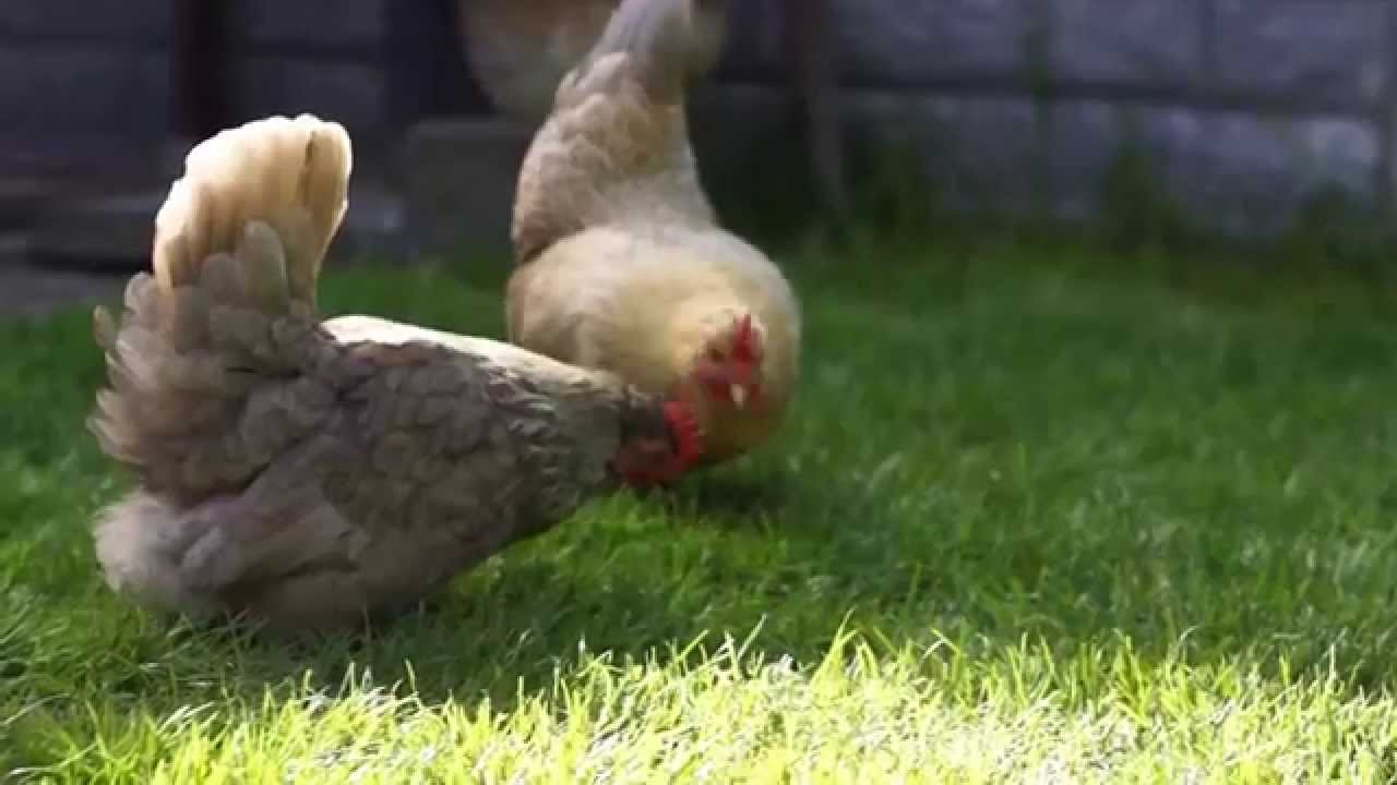 Chabo kipjes - YouTube