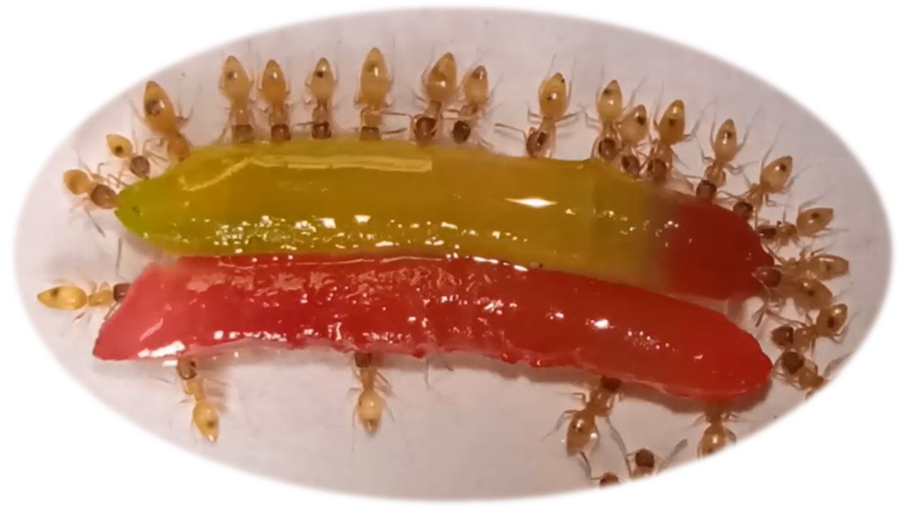 Golden Ants Eating Colored Rice || Satisfying Ants Video - YouTube