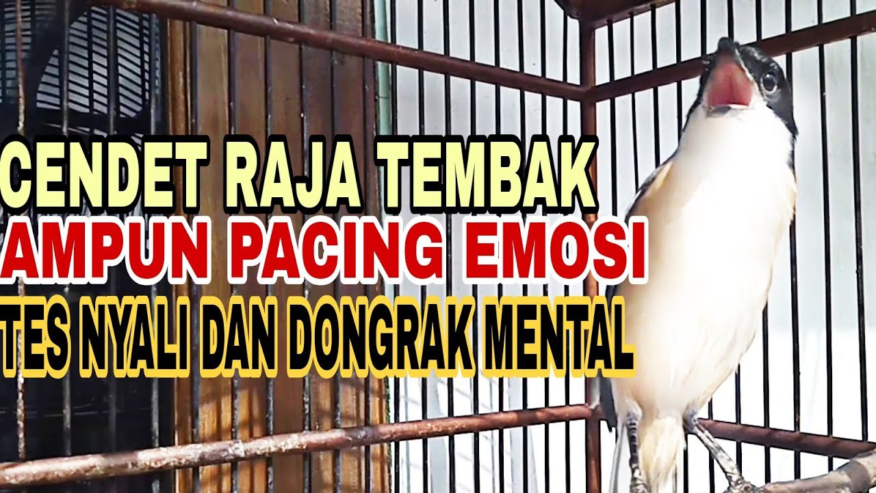 CENDET RAJA TEMBAK AMPUH PACING EMOSI - YouTube