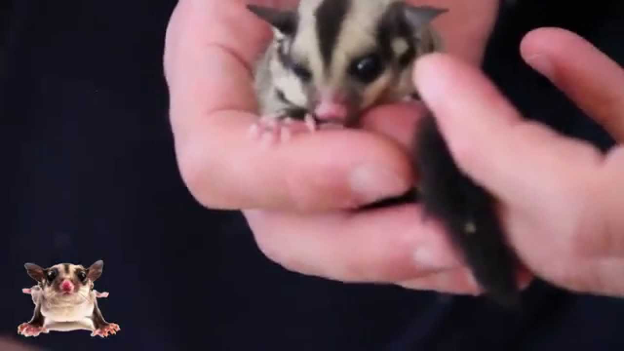Japan Life: exotic pets - YouTube