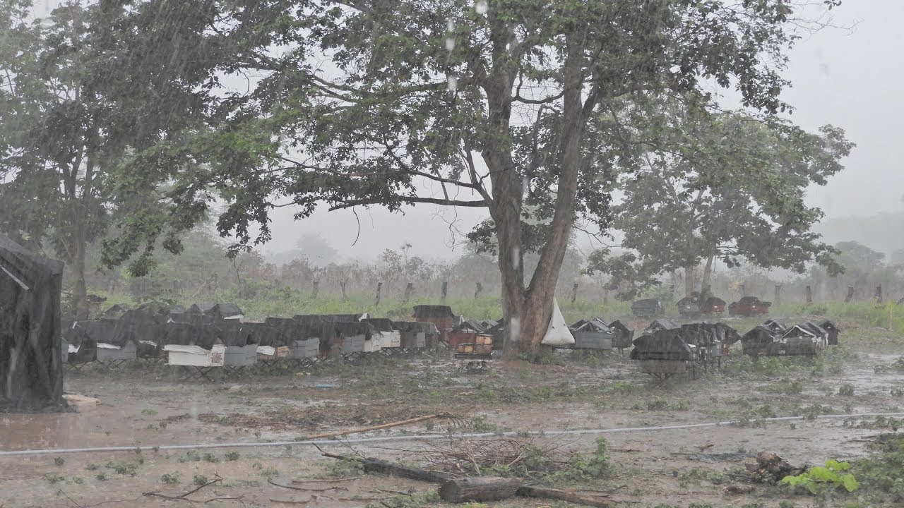 Heavy raining in my apiary | Bad bad badly for honey harvesting - YouTube