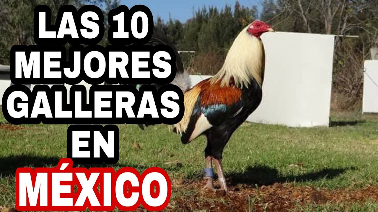 Las 10 mejores Galleras en México - YouTube
