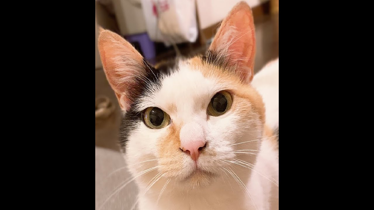😺Japanese Calico cat Micco😺Cats can't catch loach😝 - YouTube
