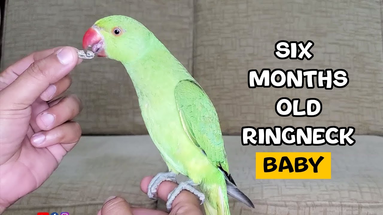Mera ringneck baby 6 months ki age may | My 6 months old ringneck ...