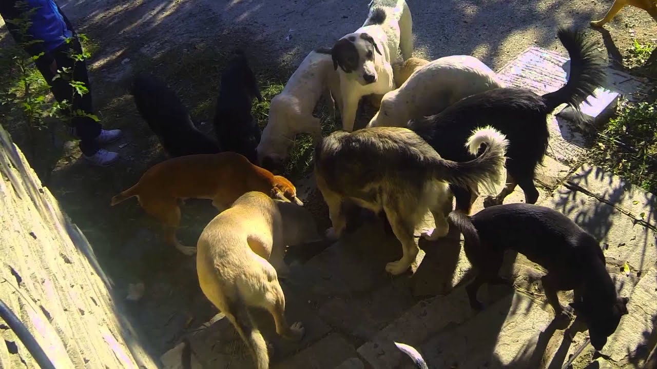 stray dogs in the forest of thessaloniki / Greece - YouTube