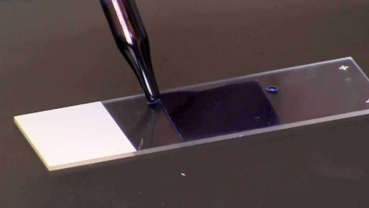 Staining Eukaryotic Cells - YouTube