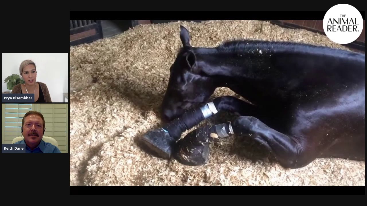 Horse soring practices to make horses do 'the big lick' (INTERVIEW) I ...