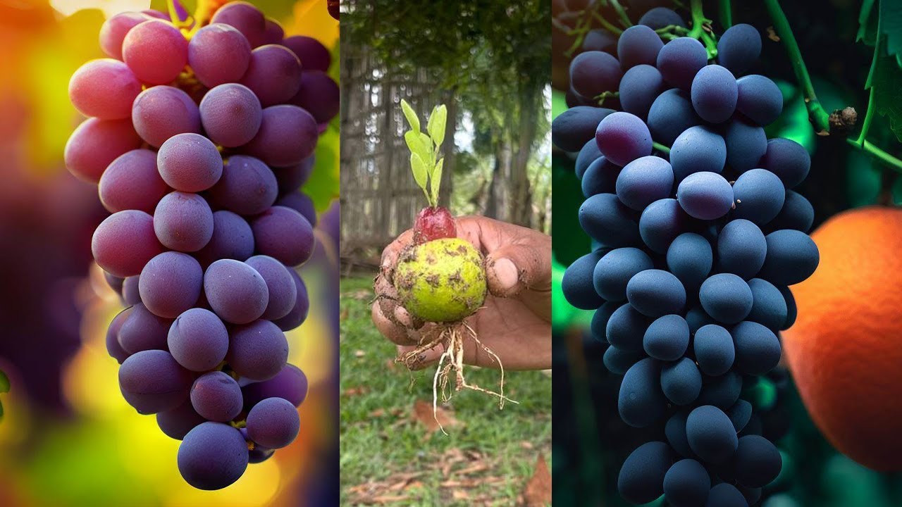 Best Method Grafting lemon with grape Fruit | Grafting lemon with grape ...