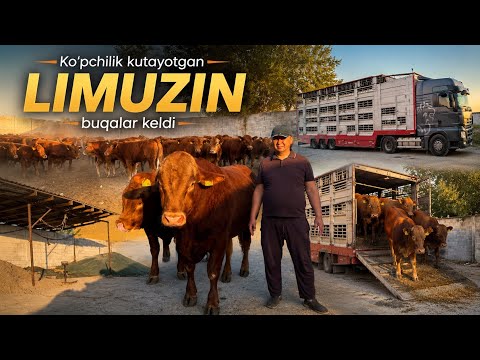 KO’PCHILIK KUTGAN BUQALAR LEMUZINLAR KELDI . 64 BOSH . ZO’RLARIDAN. 