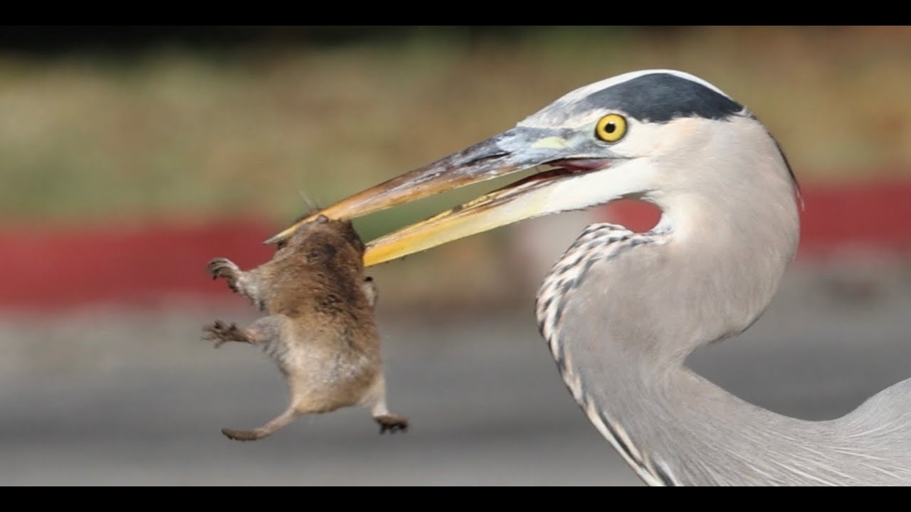 Great Blue Heron Street Food - YouTube