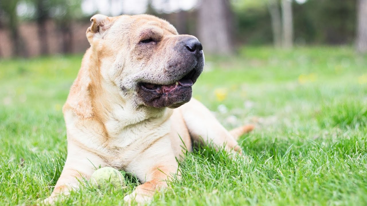 Leash Training for Chinese Shar-Pei Dogs: Tips and Tricks - YouTube