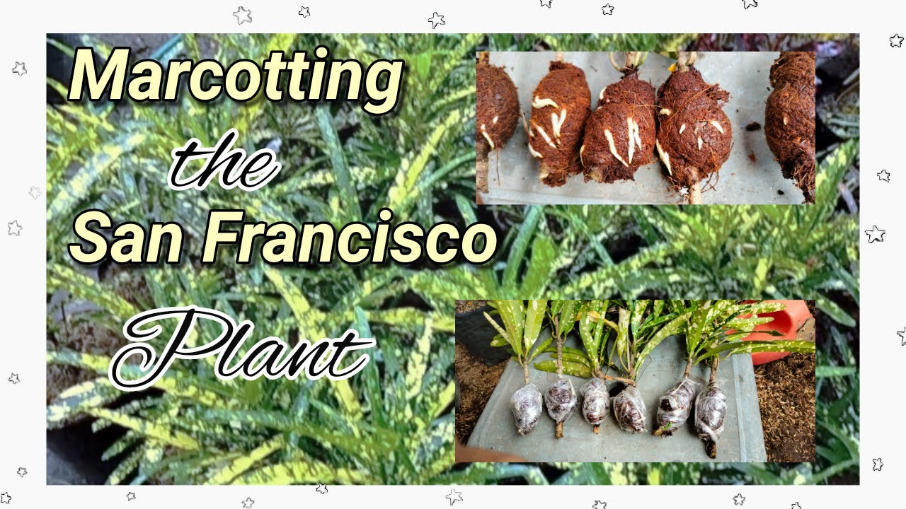 How to marcott the San Francisco plant! - YouTube
