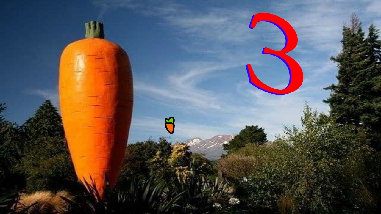 13 of the Worlds BIGGEST Carrots! - YouTube