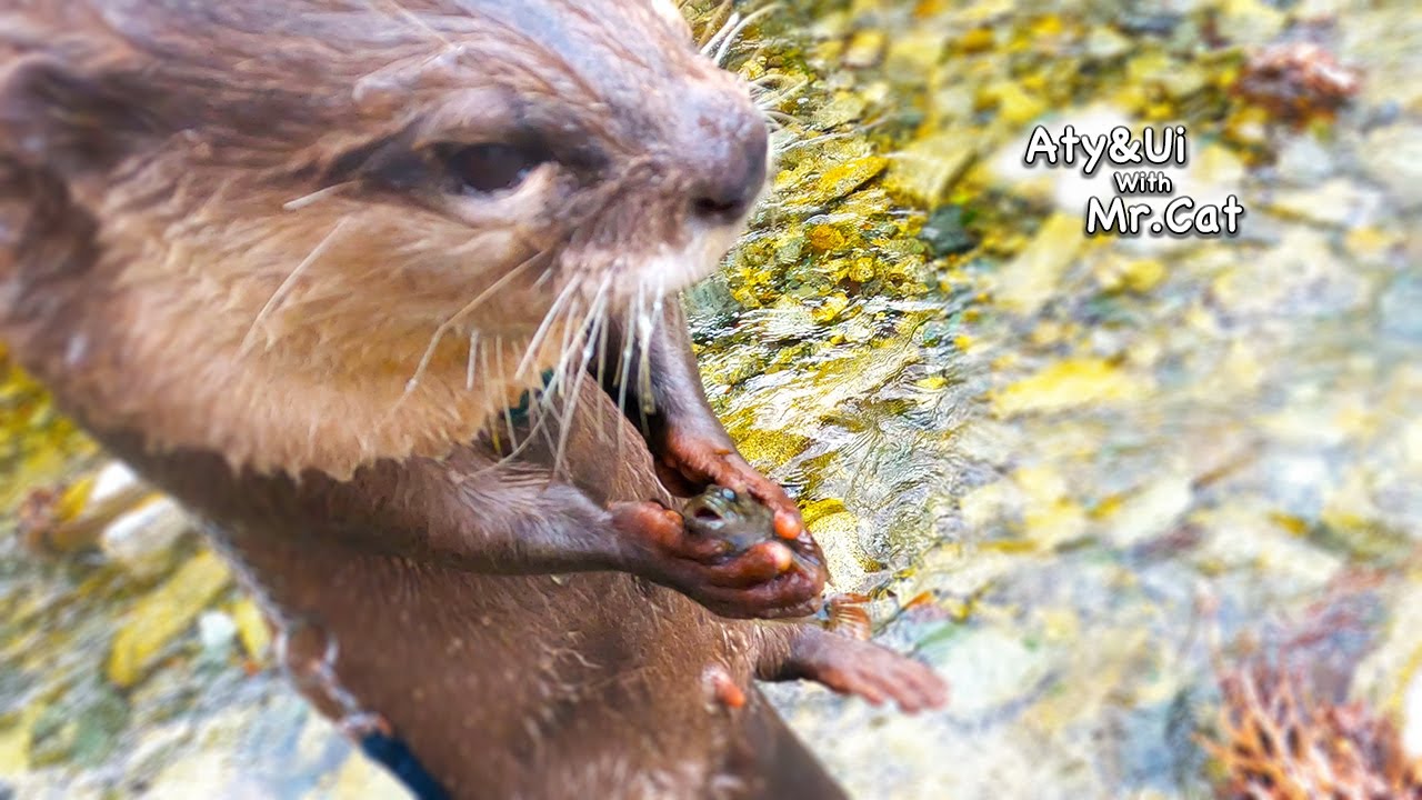 River Creatures Awaken Otter's Wild Blood [Otter Life Day 844] - YouTube