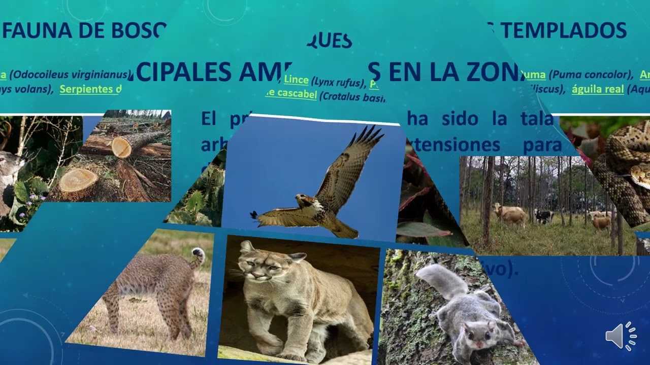 Ecosistema de Durango - YouTube