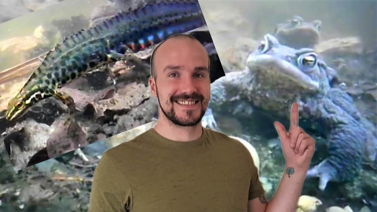 British wildlife - AMPHIBIANS UNDERWATER - Newts, Toads and Frogs - YouTube