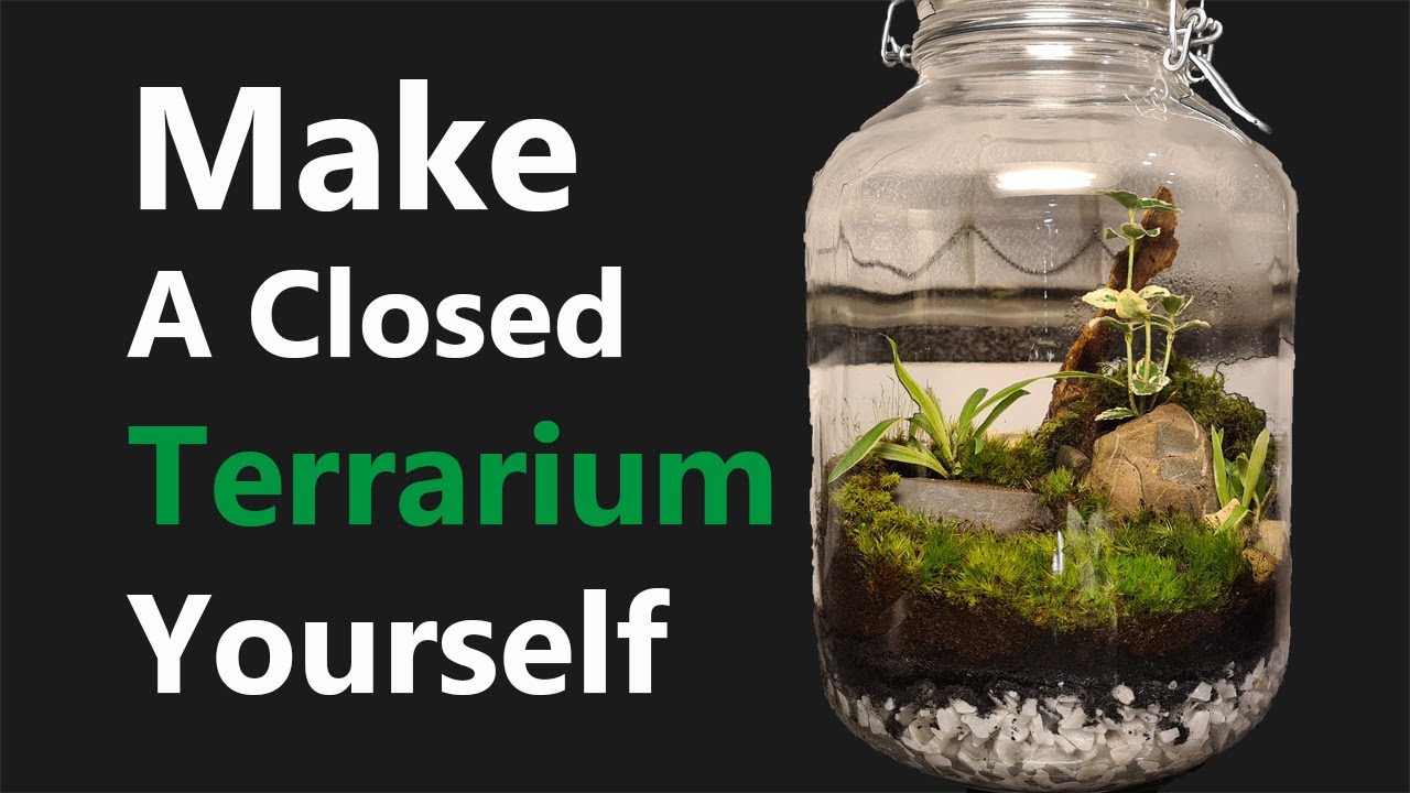 Closed Terrarium – How to Build a Terrarium (Almost Native) - YouTube