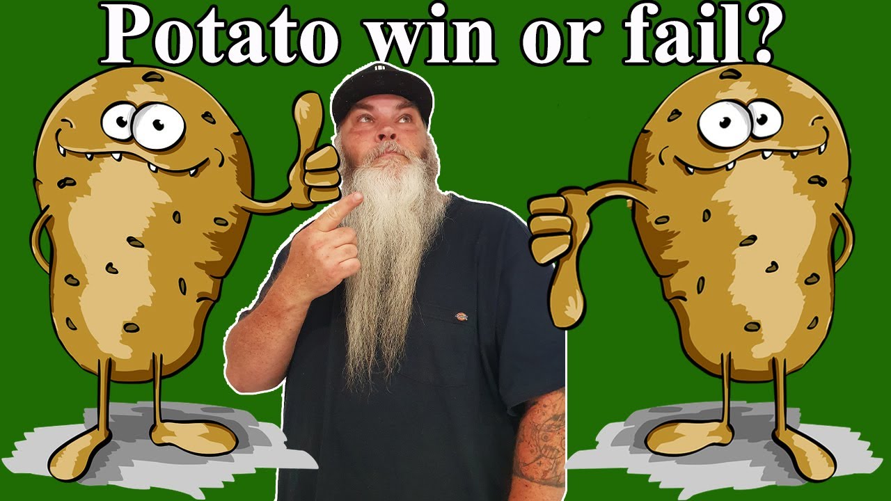 Accidently Grew Potatoes - Small Harvest Fail or Win? - YouTube