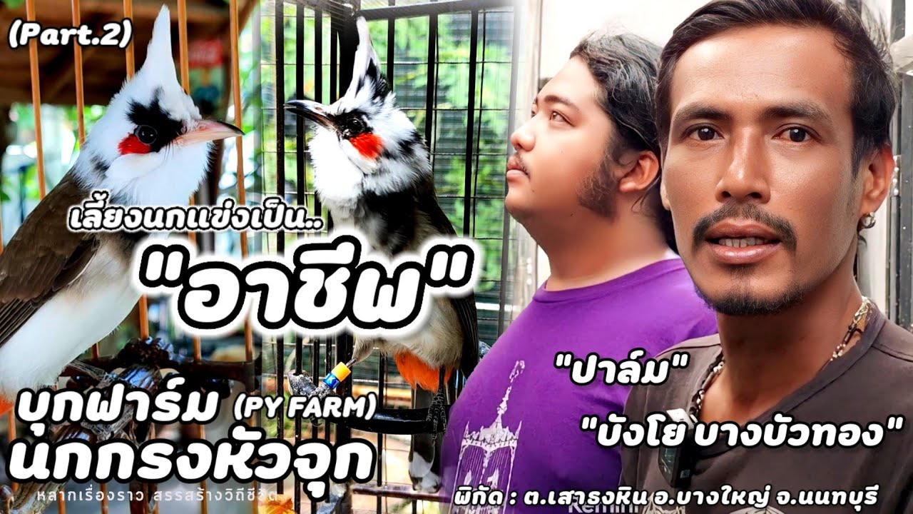 บุกฟาร์ม | นกกรงหัวจุกแฟนซี(PY FARM)เพาะพันธุ์/เลี้ยงนกแข่งอาชีพ สร้าง ...