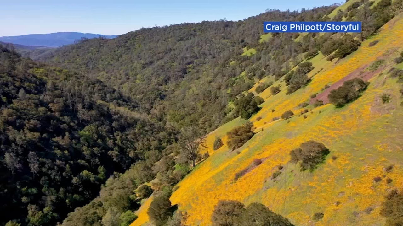 Wildflowers bloom on Napa Valley hills - YouTube