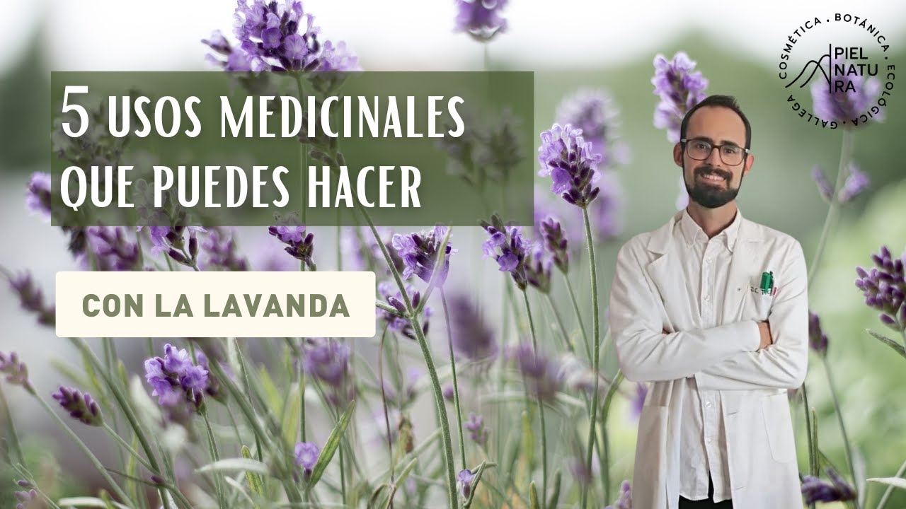 Descubre 5 Usos Medicinales de la Lavanda que Puedes Hacer Fácilmente ...