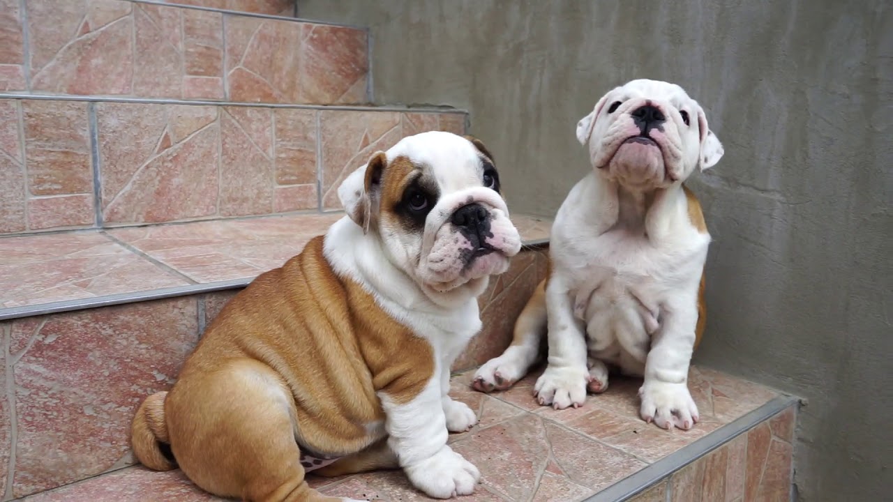 life with english bulldogs(4) - YouTube