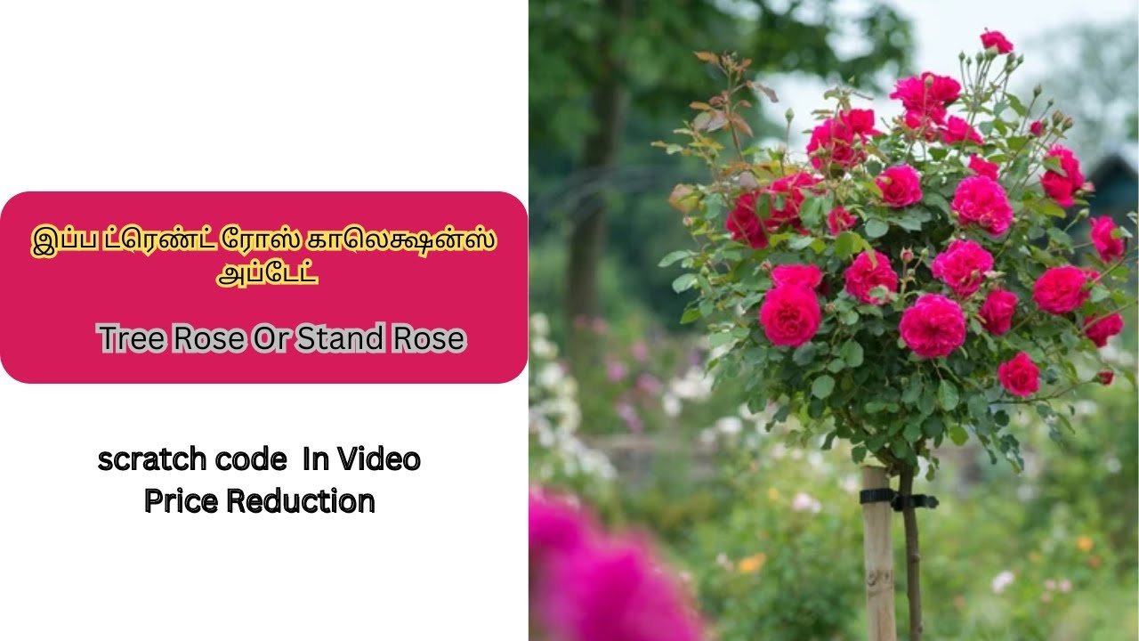 இப்ப ட்ரெண்ட் ரோஸ் காலெக்ஷன்ஸ் அப்டேட் Tree Rose Or Stand Rose # ...