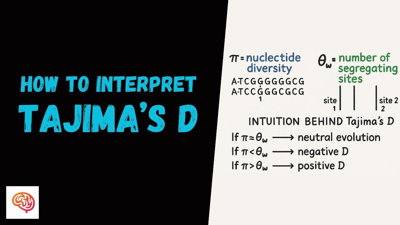 How to Interpret Tajima's D - Population Genetics Explained - YouTube