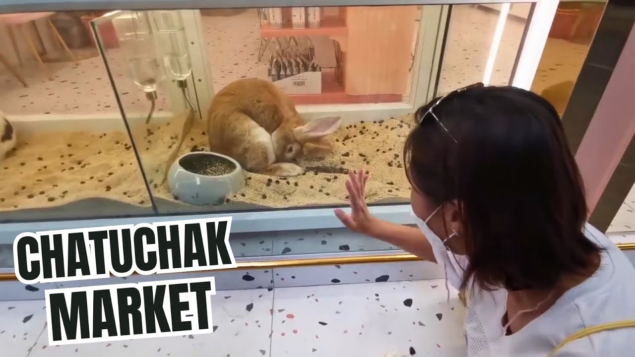We Saw The Weirdest Animals At Chatuchak Market - YouTube