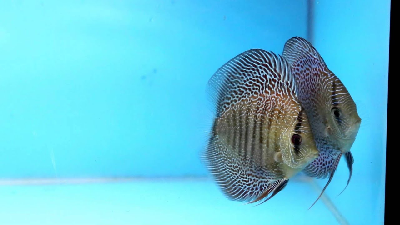 Leopard snakeskin discus - YouTube