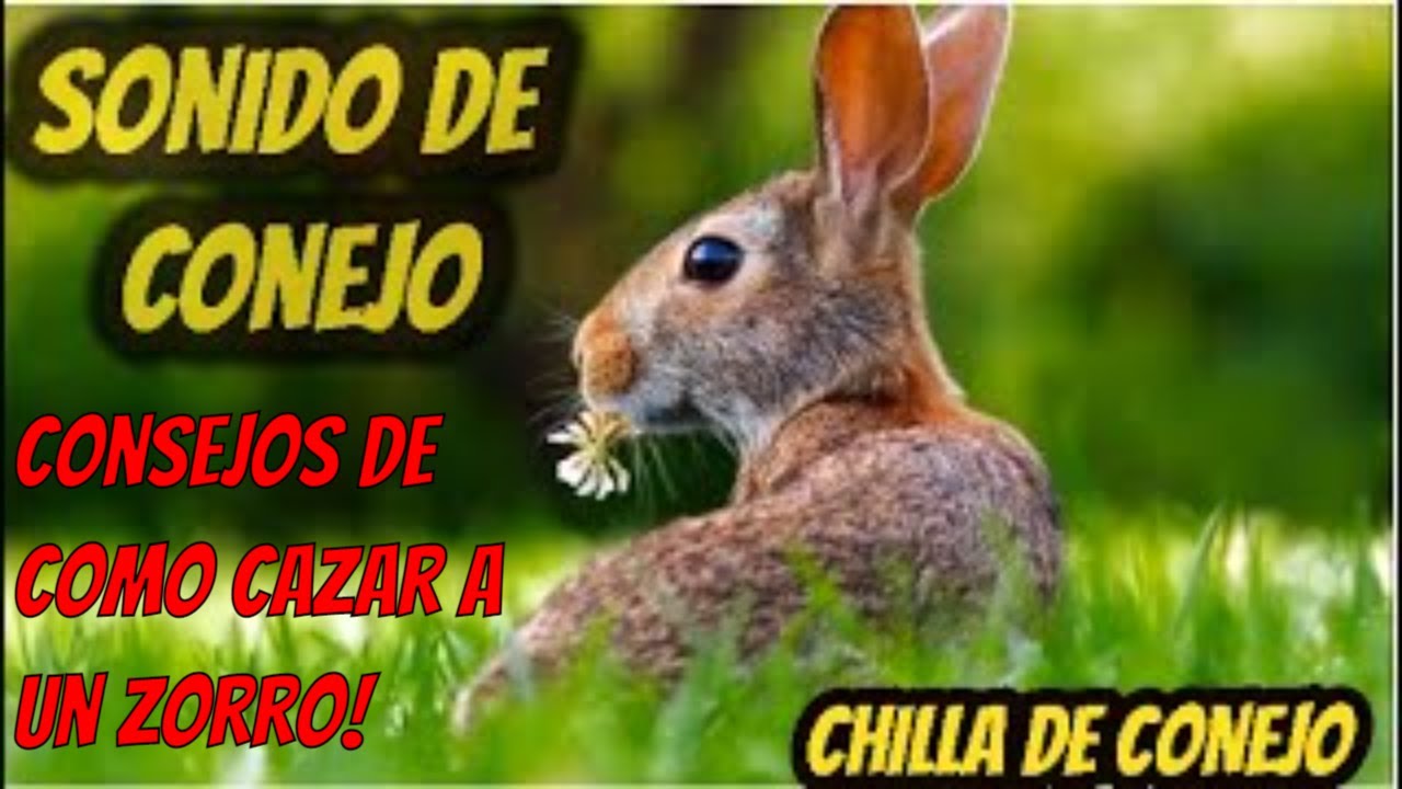 Sonido del conejo RECLAMO DE ZORRO Rabbit sounds - YouTube