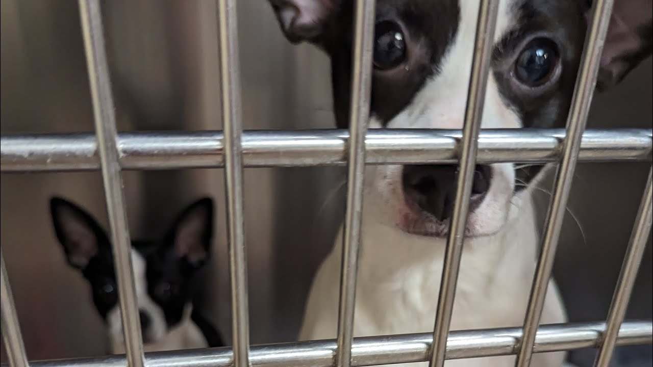 SCRAPS ANIMAL SHELTER ! Complete List of dogs as of 3/16/24 on video ...