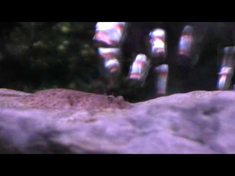 Freshwater Flounders in community tank - YouTube