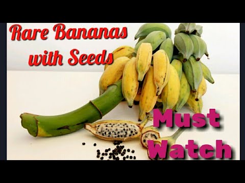 Rare Bananas with seeds, You Never seen before Bannana with Seed - YouTube