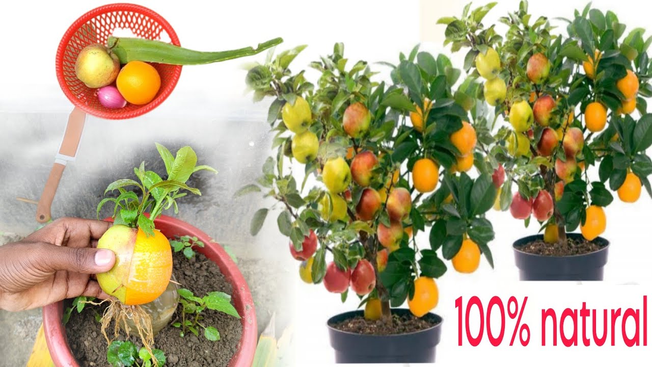 Grow Apple Tree and Honeybees. Orange Tree Growing । Apple and Orange ...