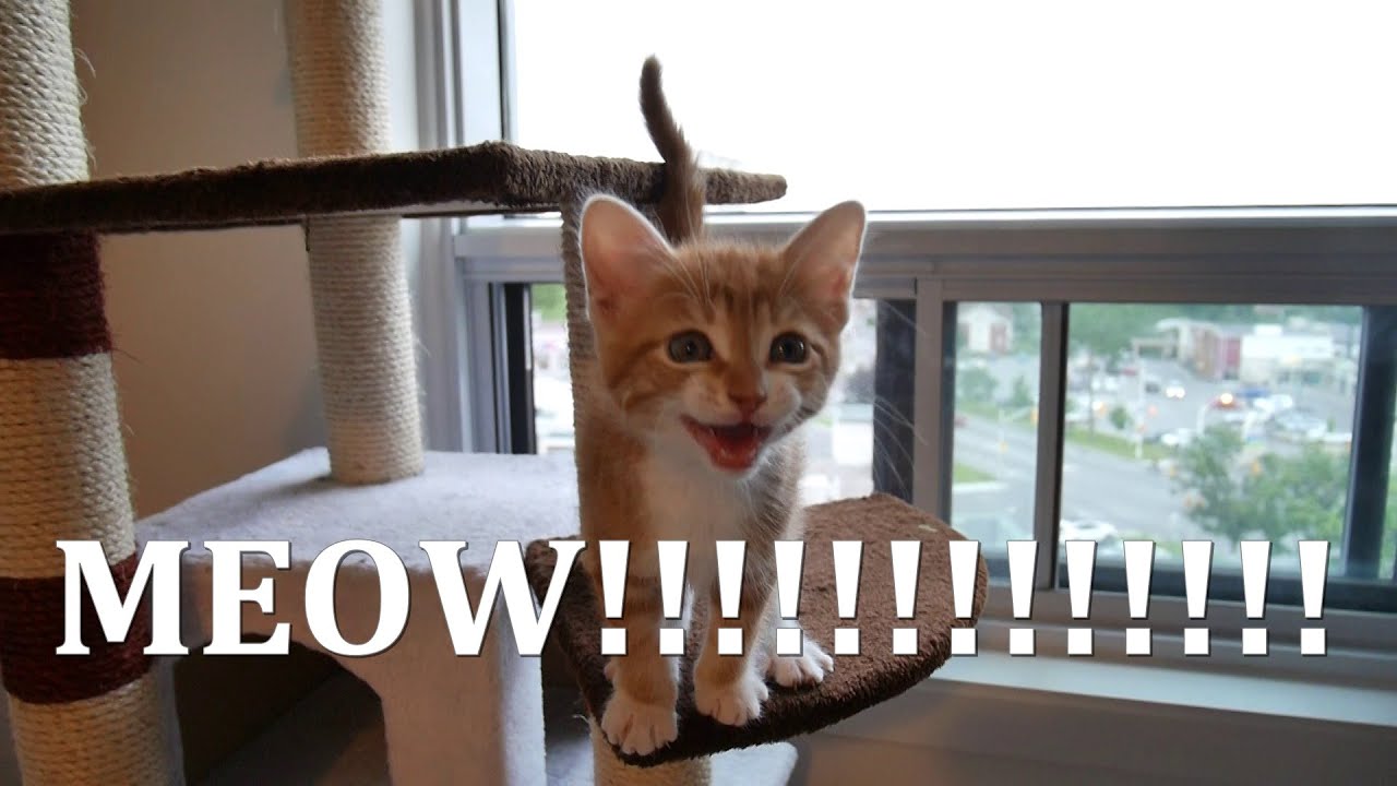 🇨🇦 Impatient cat screams for food! (Headphones required) 밥을 달라 ...