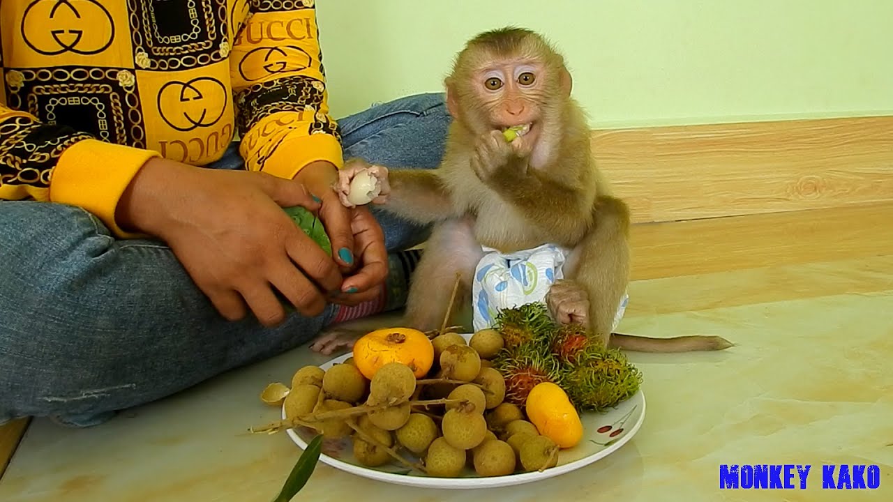 Mother Give Monkey Kako Eating Healthy Fruits For Lunch - YouTube