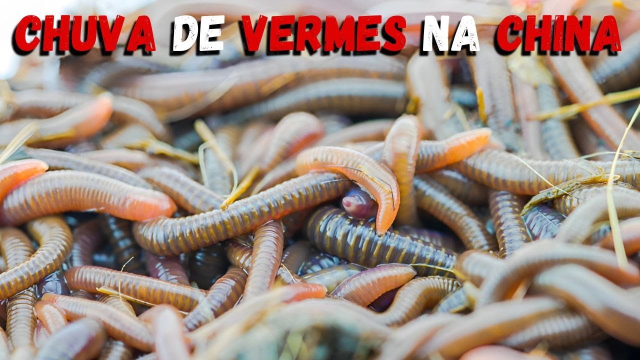 Chuva de vermes é registrada na China e imagens viralizam - YouTube