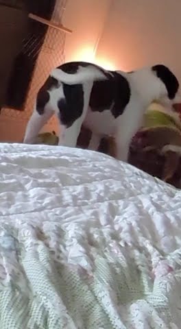 Gus toy search - Red Lobster (little red lobster 🦞) - YouTube