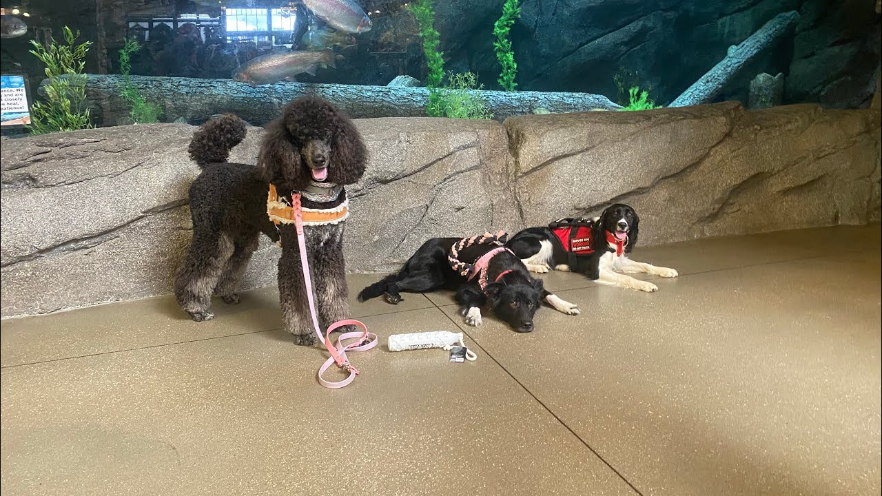 3 SERVICE DOGS, SERVICE POODLE, SERVICE GETS HURT?!?!? - YouTube