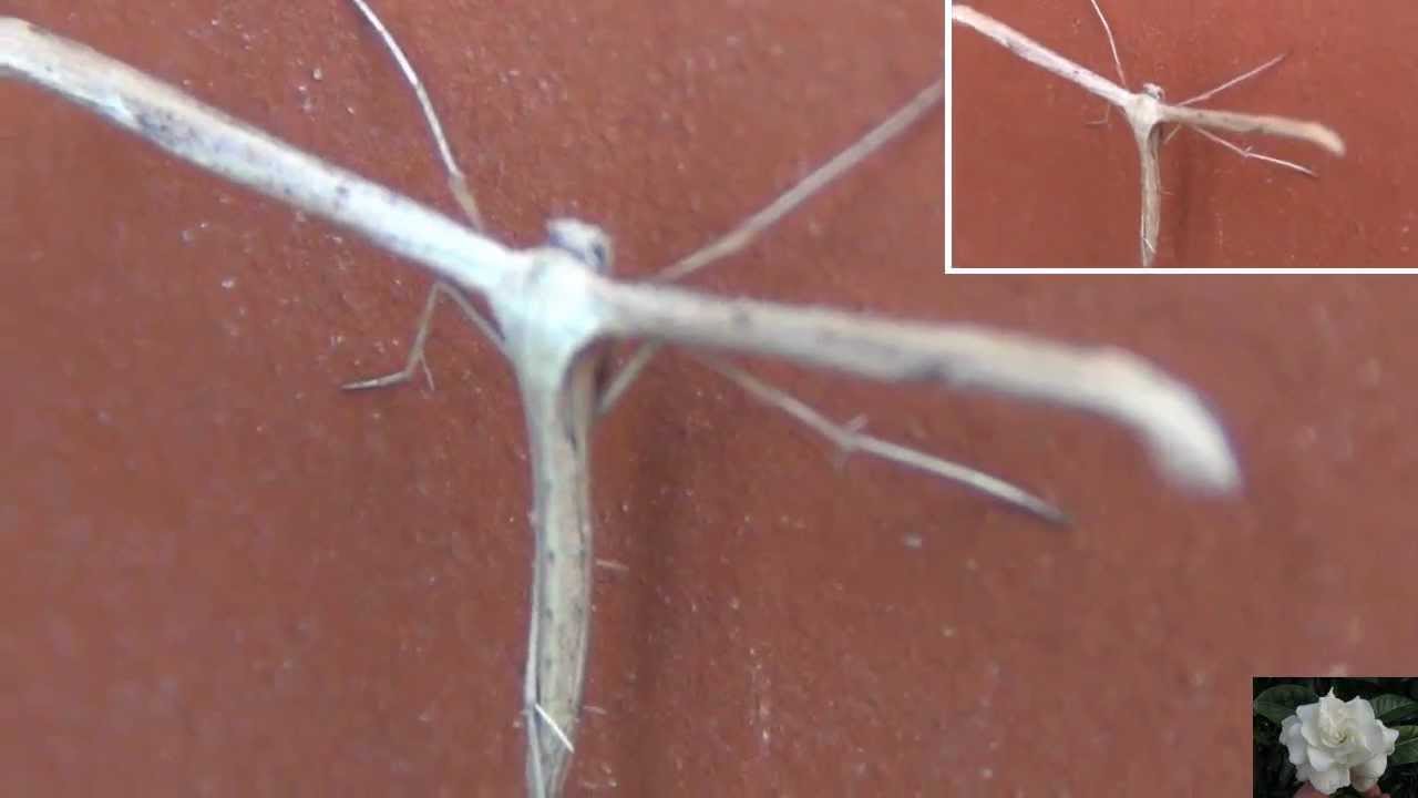 Strange flying creature with four legs! - Extraño ser volador de cuatro ...