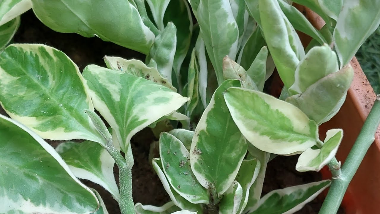 devil backbone 🪴 plant ko cutting se kaise lagaye/ how to grow devil ...